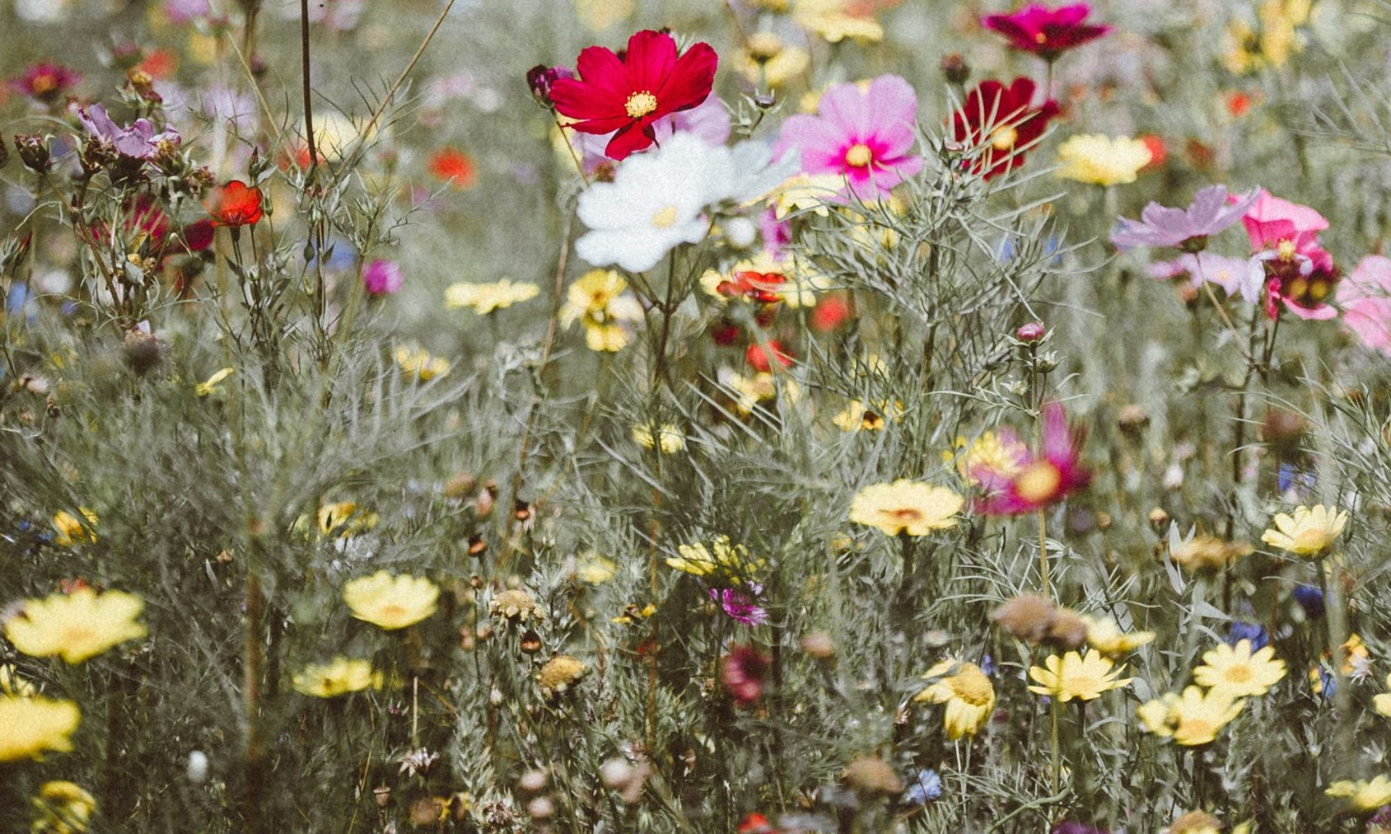 CHARLOTTE BOYD – Therapeutic Movement, Sound and Song